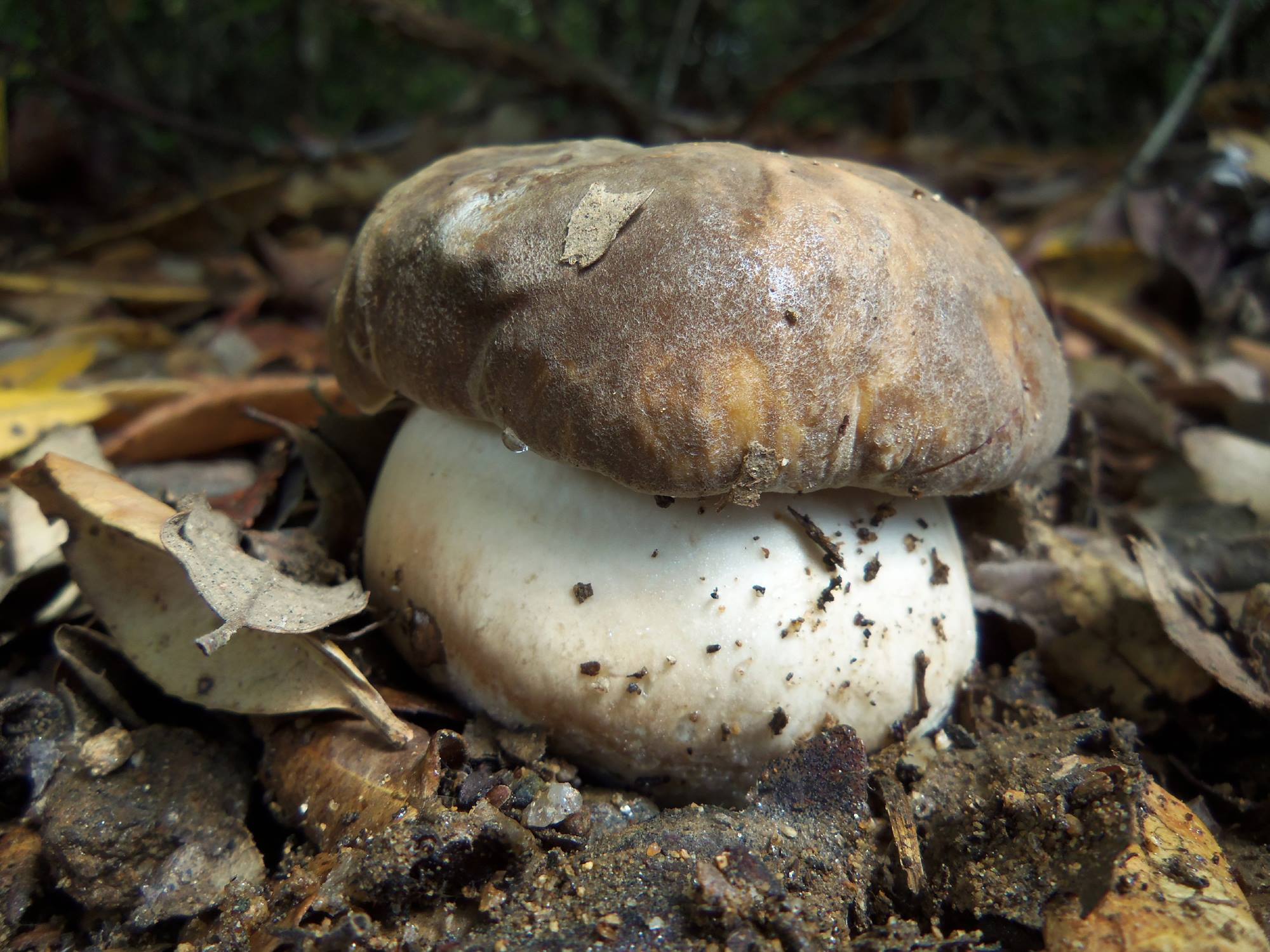 Los CEPS • Tipos de Boletus comestibles y fotos reales del bosque
