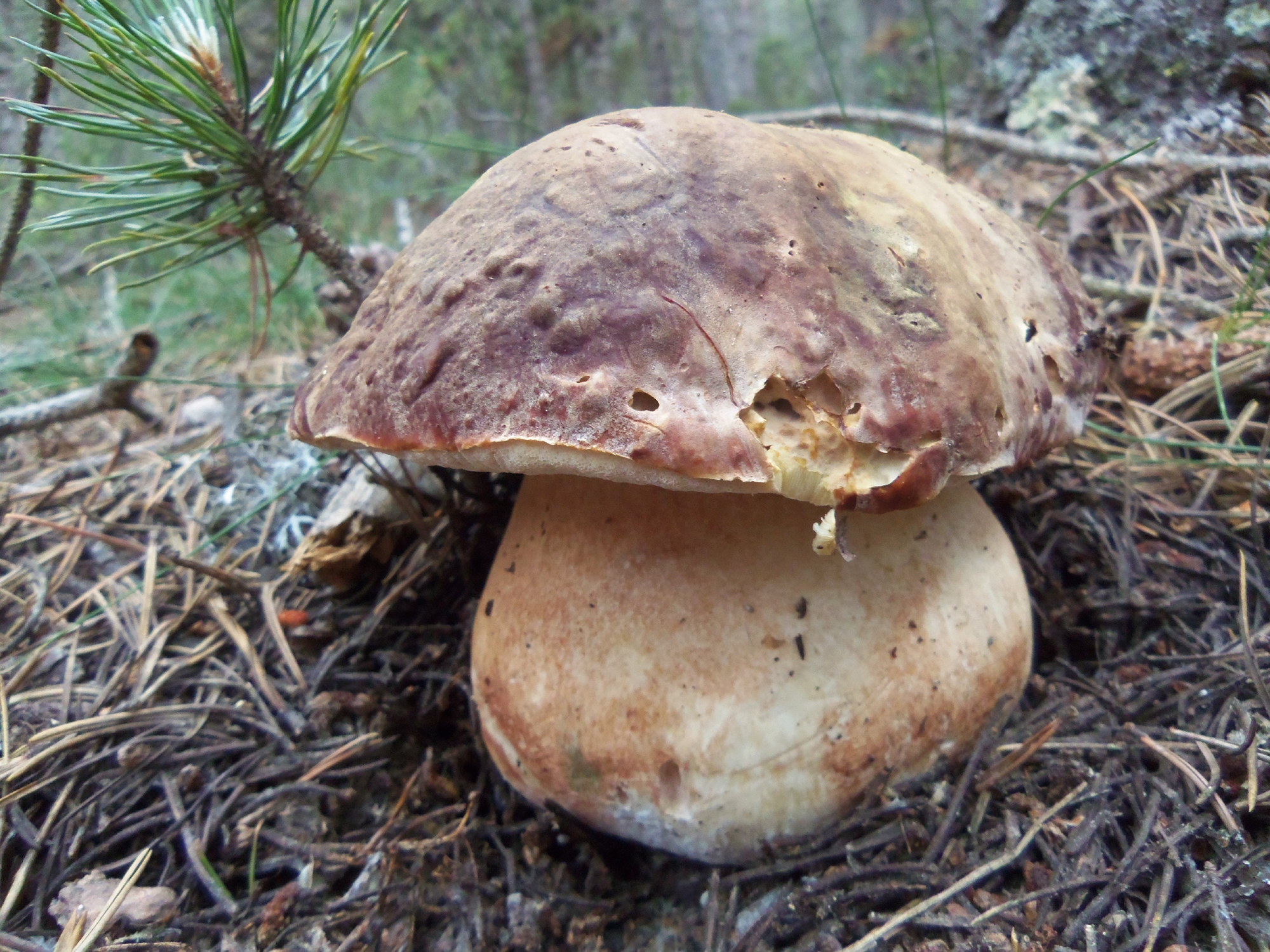 Los CEPS • Tipos de Boletus comestibles y fotos reales del bosque