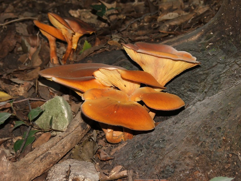 ROSSINYOL - CANTHARELLUS CIBARIUS • Fotos de Bolets