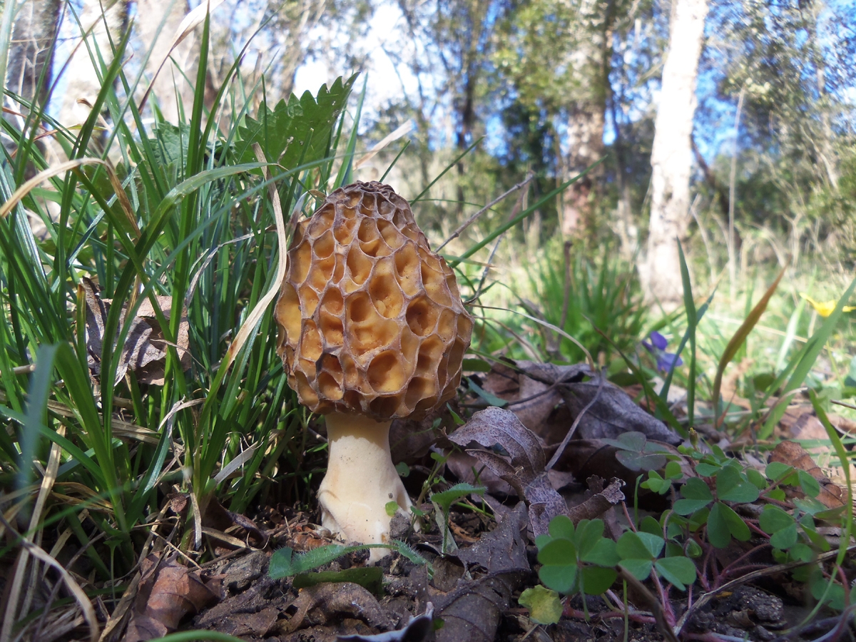 MORCHELLAS - MÚRGOLA (Rabassola, Colmenilla) • Fotos de Setas