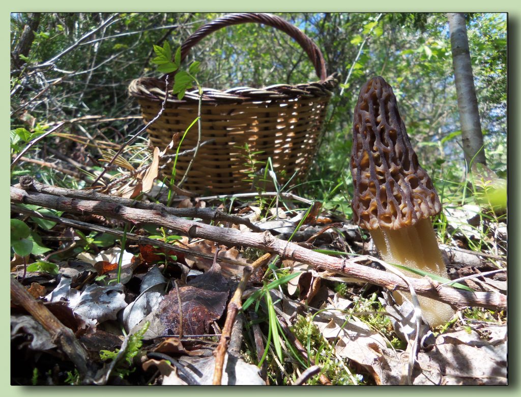 MORCHELLAS... MÚRGOLES • Fotos de Bolets