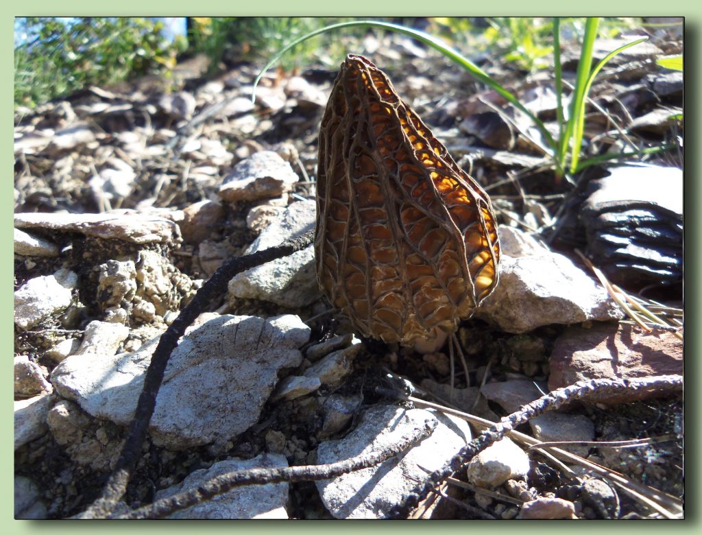MORCHELLAS... MÚRGOLES • Fotos de Bolets