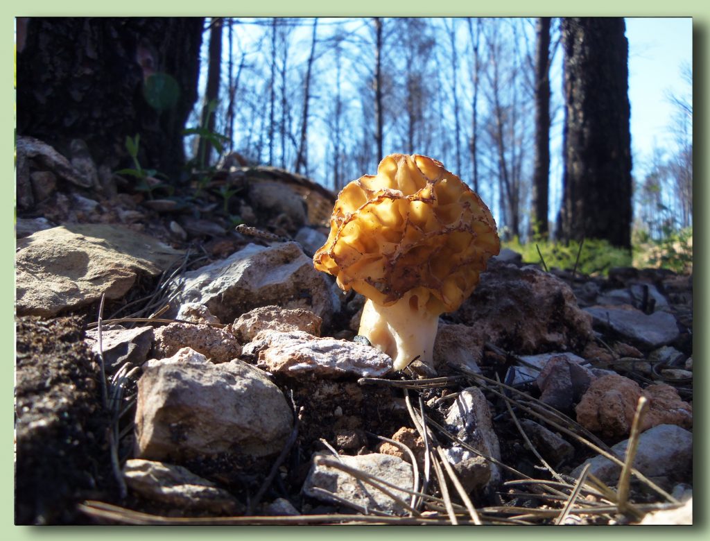 MORCHELLAS... MÚRGOLES • Fotos de Bolets