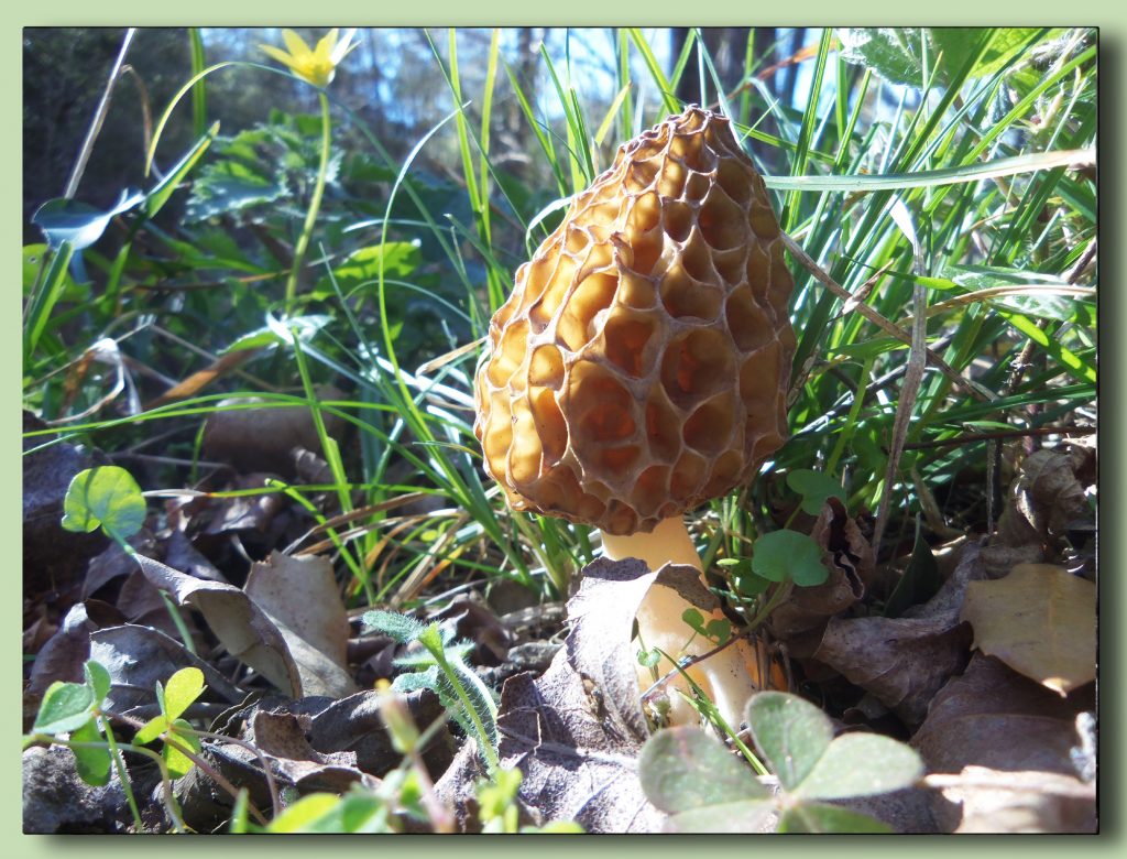 MORCHELLAS... MÚRGOLES • Fotos de Bolets