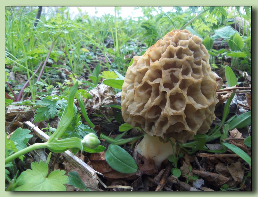 MOREL MUSHROOMS (Photo selection n.1) • Images of Mushrooms