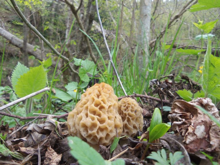 MORCHELLAS - MÚRGOLA (Rabassola, Colmenilla) • Fotos de Bolets