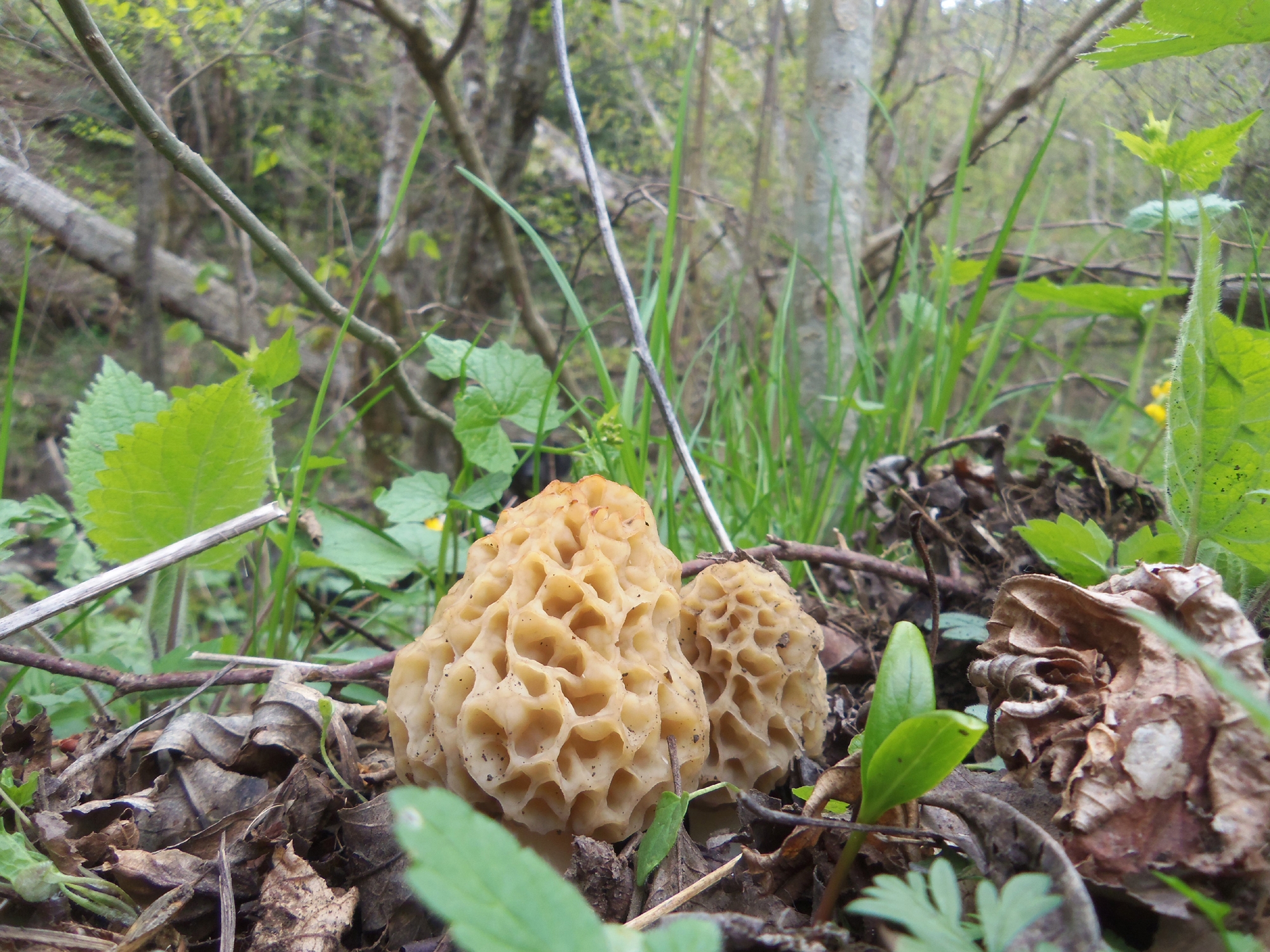 MORCHELLAS - MÚRGOLA (Rabassola, Colmenilla) • Fotos de Setas