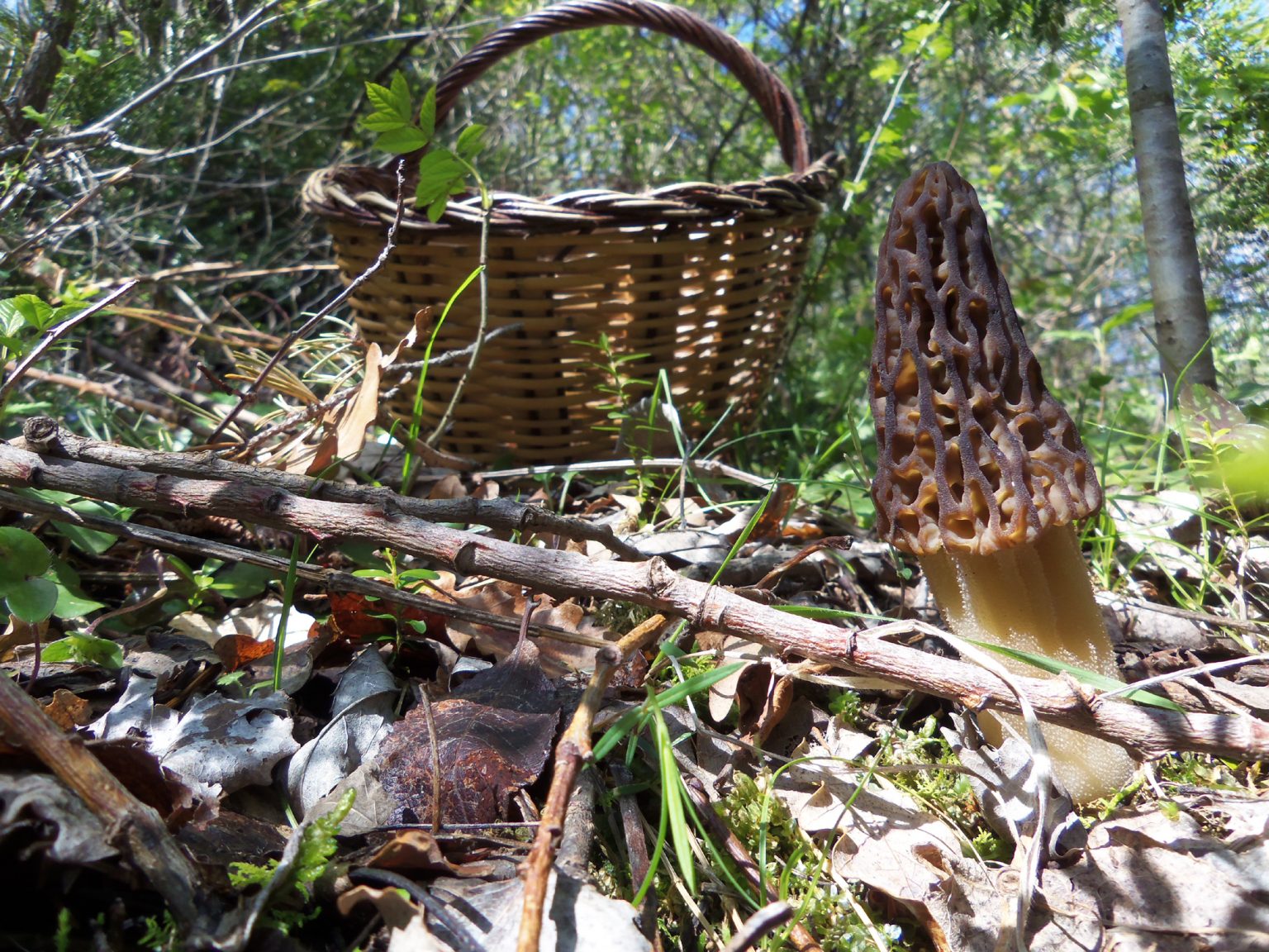 MORCHELLAS - MÚRGOLA (Rabassola, Colmenilla) • Fotos de Bolets