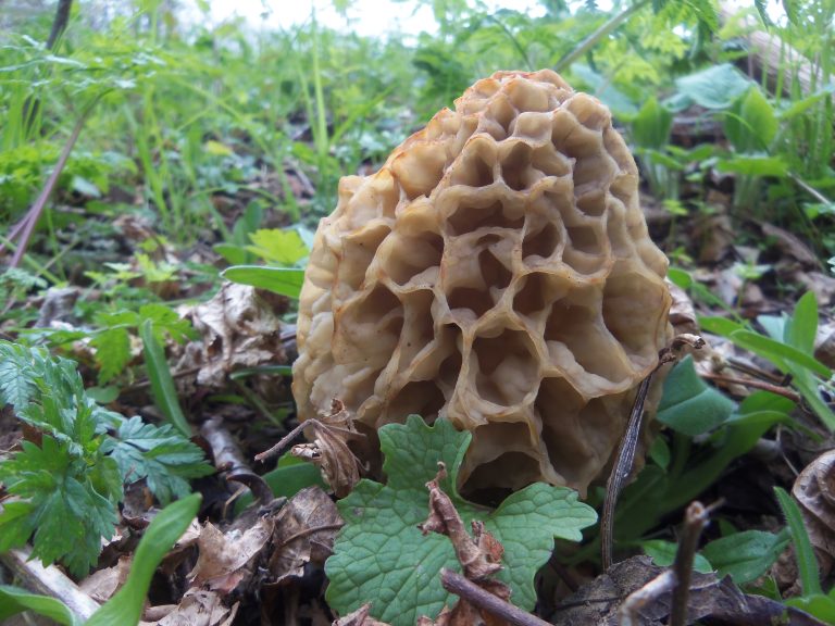 MORCHELLAS - MÚRGOLA (Rabassola, Colmenilla) • Fotos de Bolets