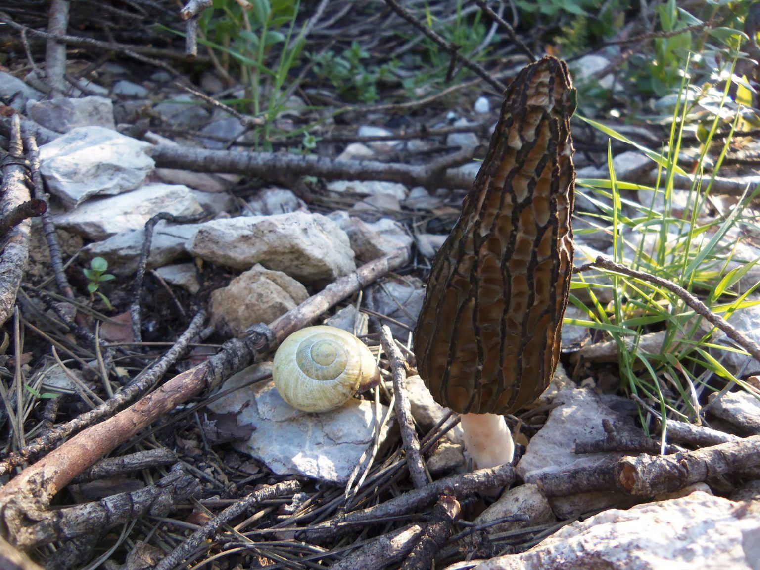 MORCHELLAS - MÚRGOLA (Rabassola, Colmenilla) • Fotos de Setas