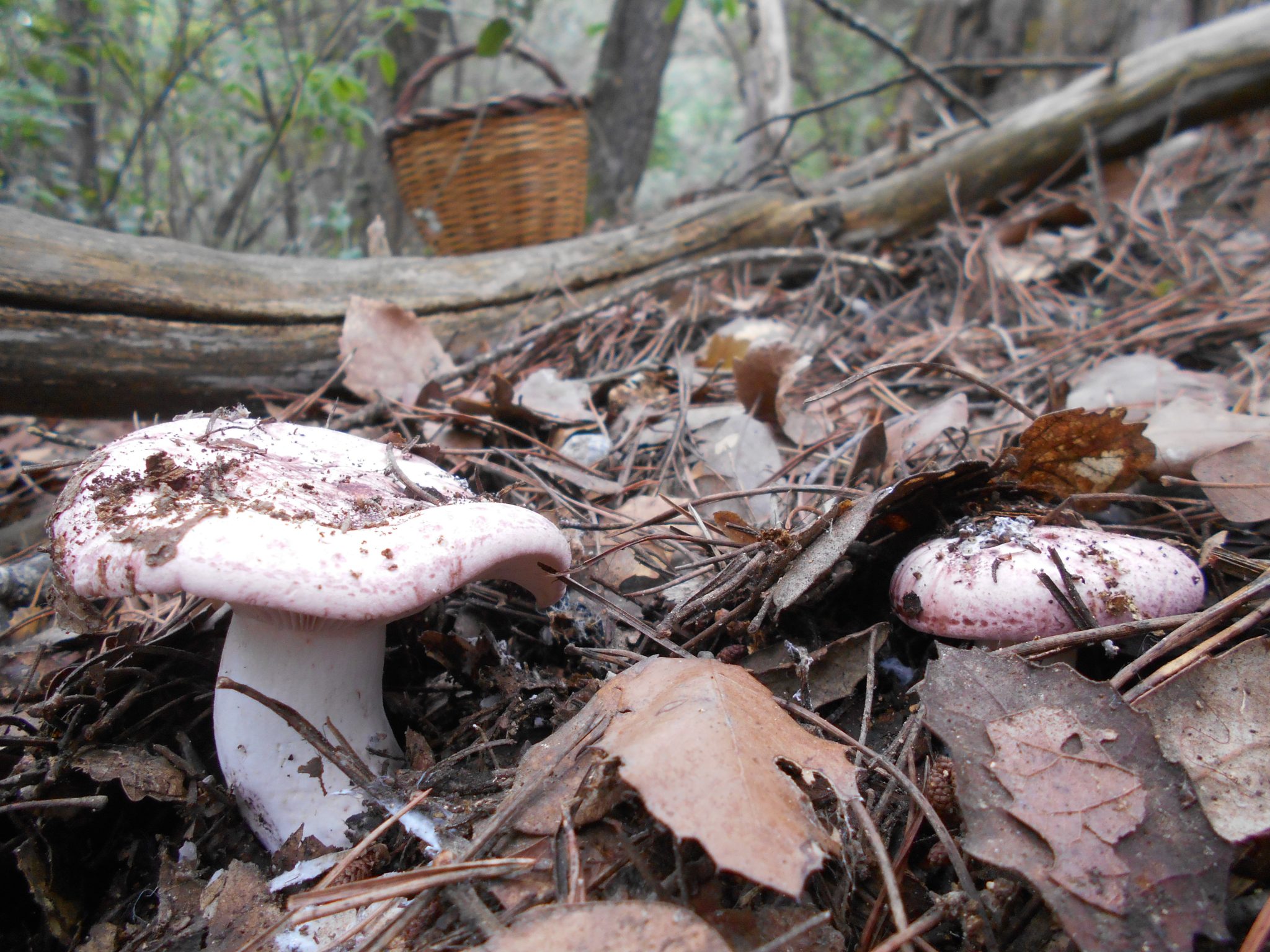 HYGROPHORUS RUSSULA - CARLET • Fotos de Bolets
