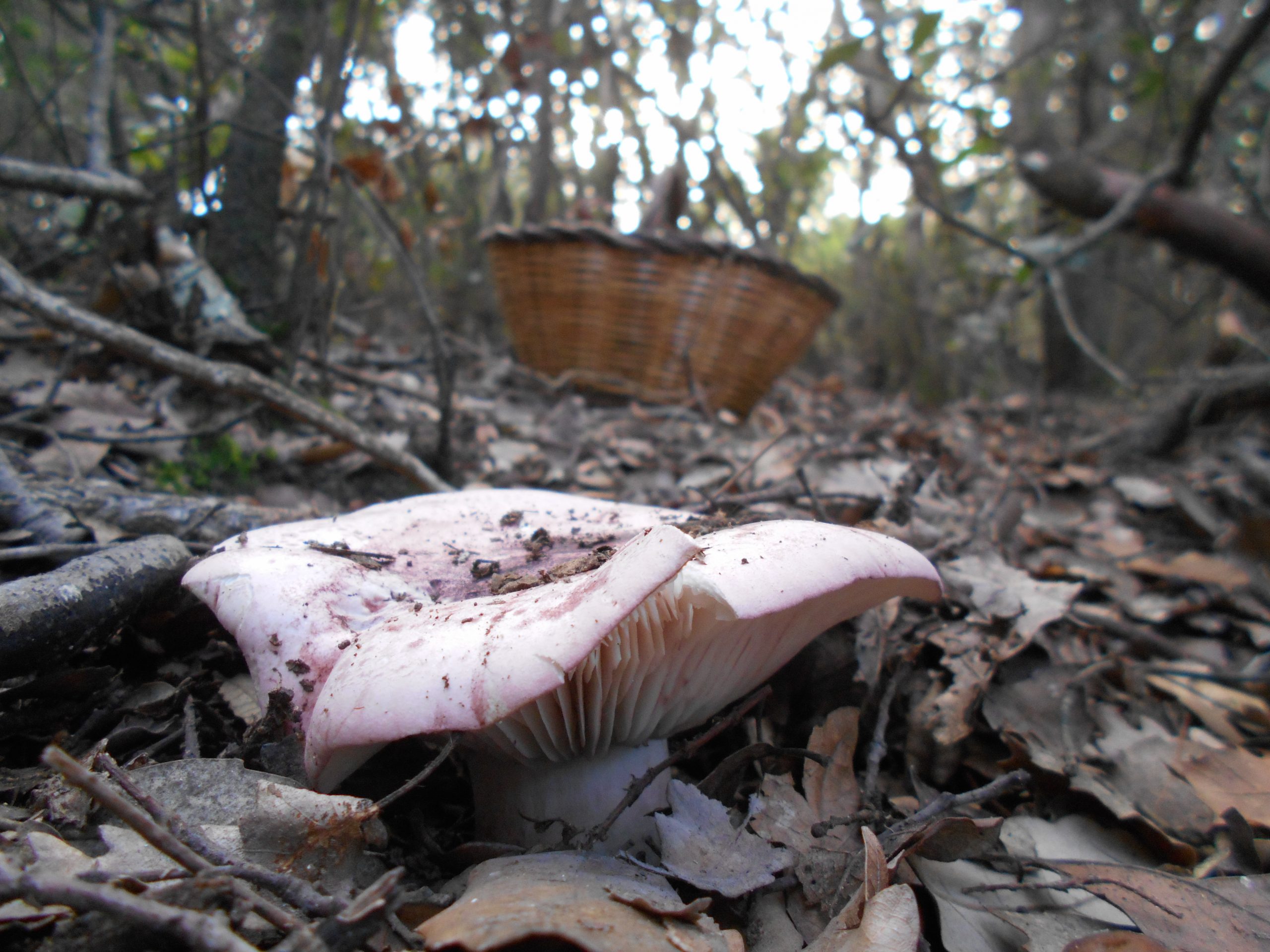 HYGROPHORUS RUSSULA - SETA CARDENAL • Fotos de Setas