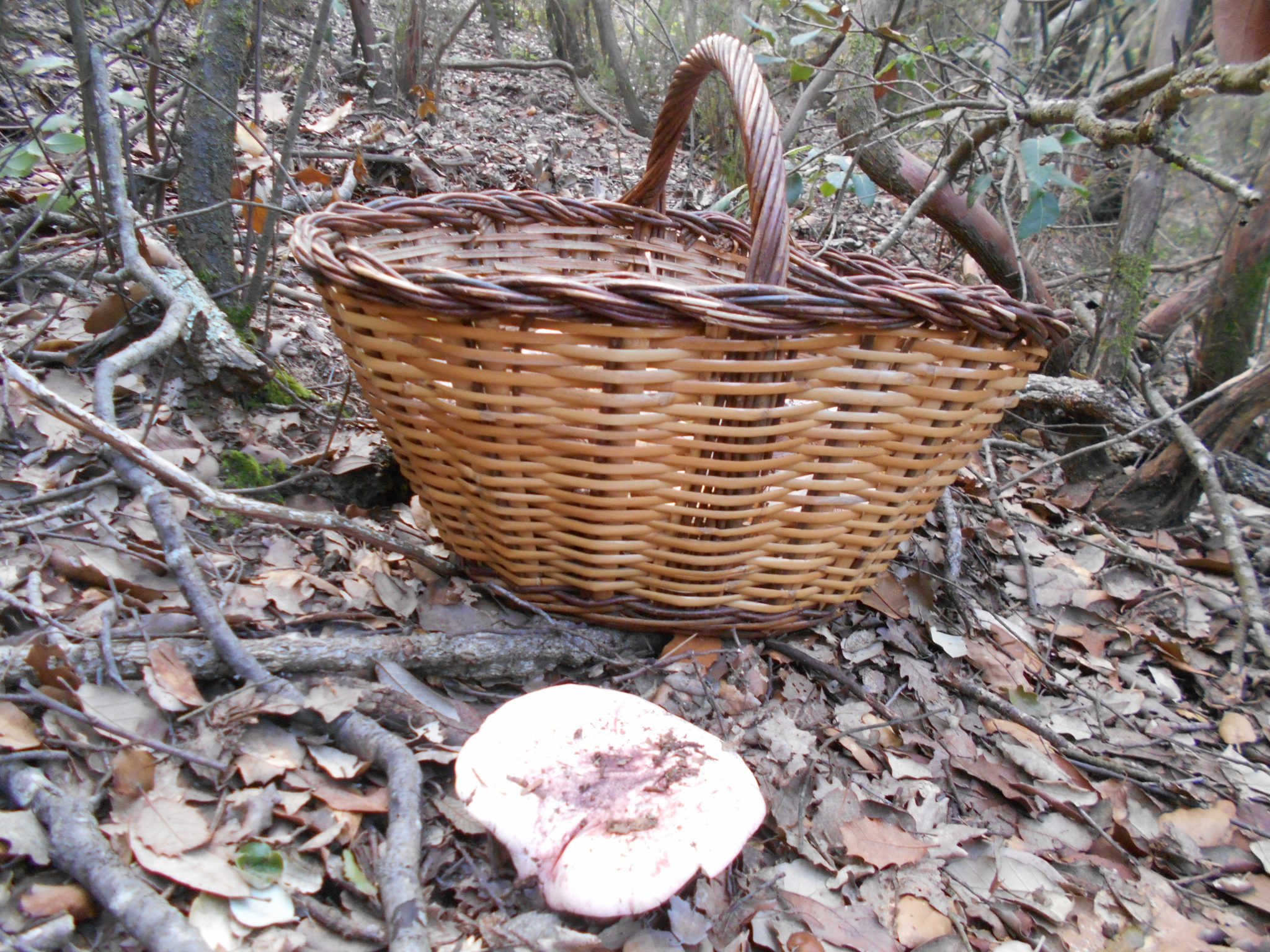 HYGROPHORUS RUSSULA - CARLET • Fotos de Bolets