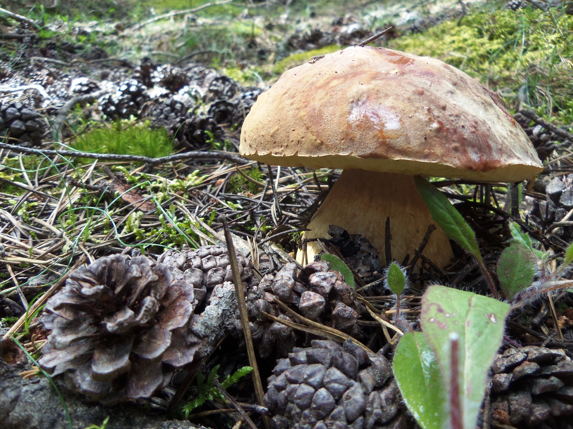 BOLETUS PINÍCOLA - PINOPHILUS - Cepa roja • Fotos de Setas