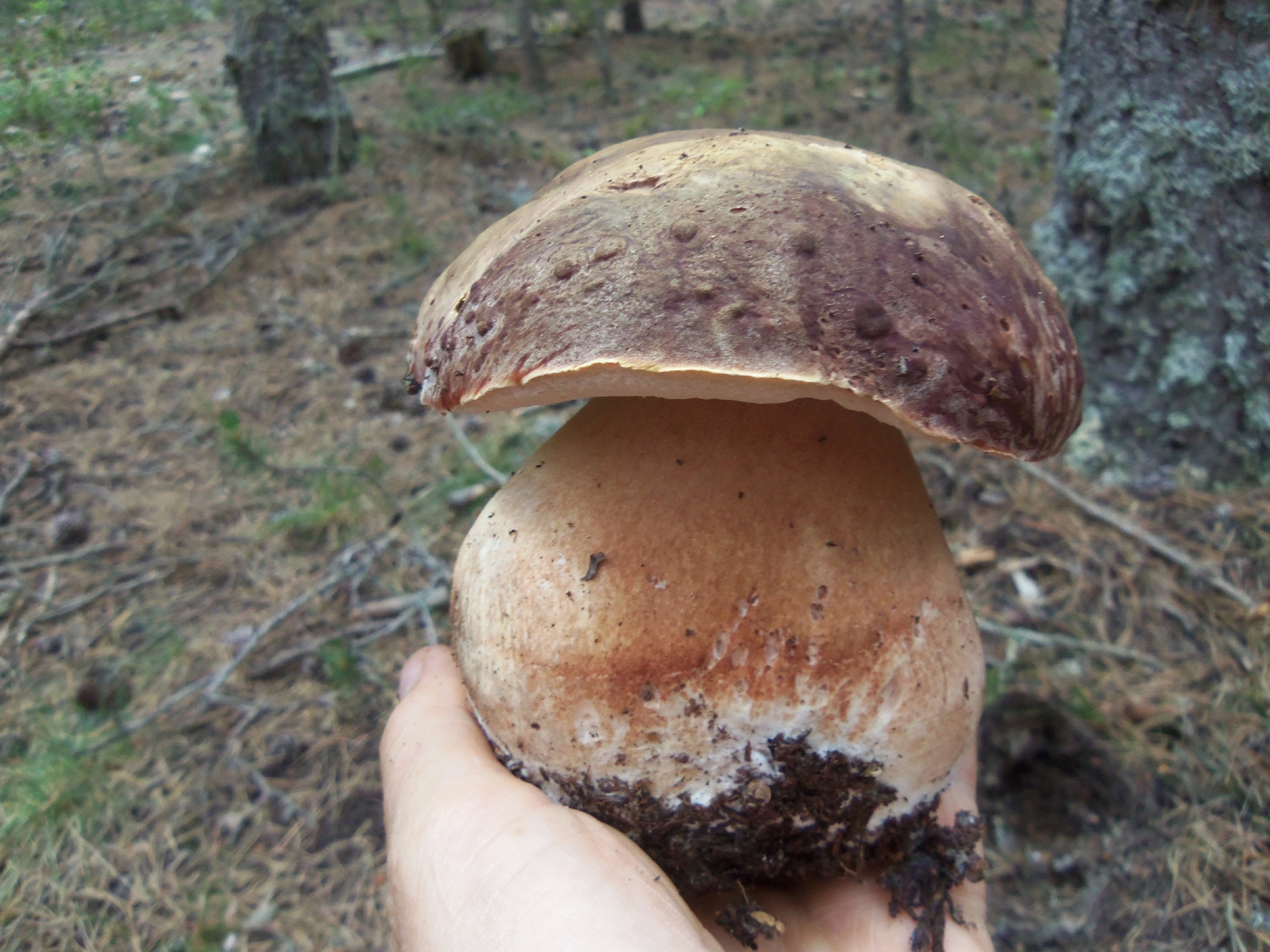 BOLETUS PINÍCOLA - PINOPHILUS - Cepa roja • Fotos de Setas