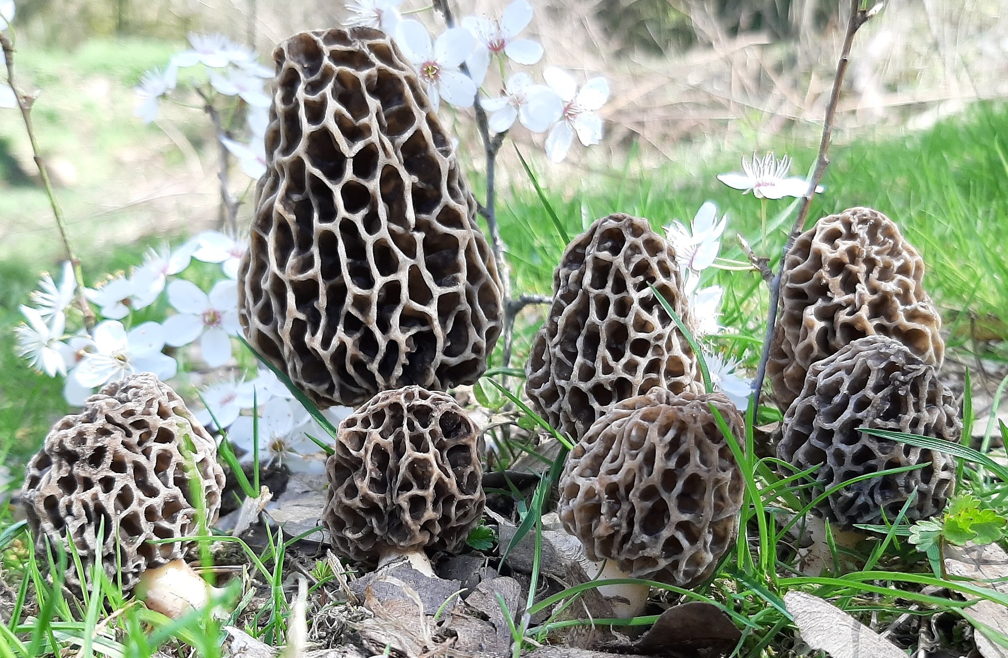 MORCHELLAS - MÚRGOLA (Rabassola, Colmenilla) • Fotos de Bolets